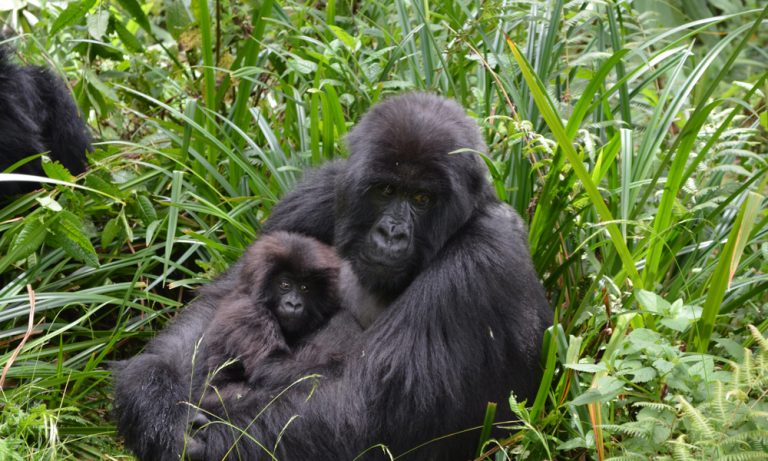 2 Days Gorilla Tracking in Rwanda | Rwanda Gorilla Trekking Tour.